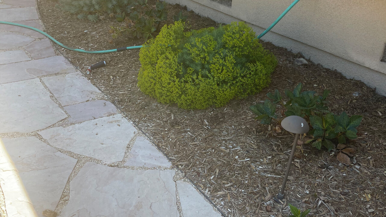 Hand Pruning - Rafaels Landscaping